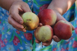 Apple Orchards & Farms In Hendersonville North Carolina